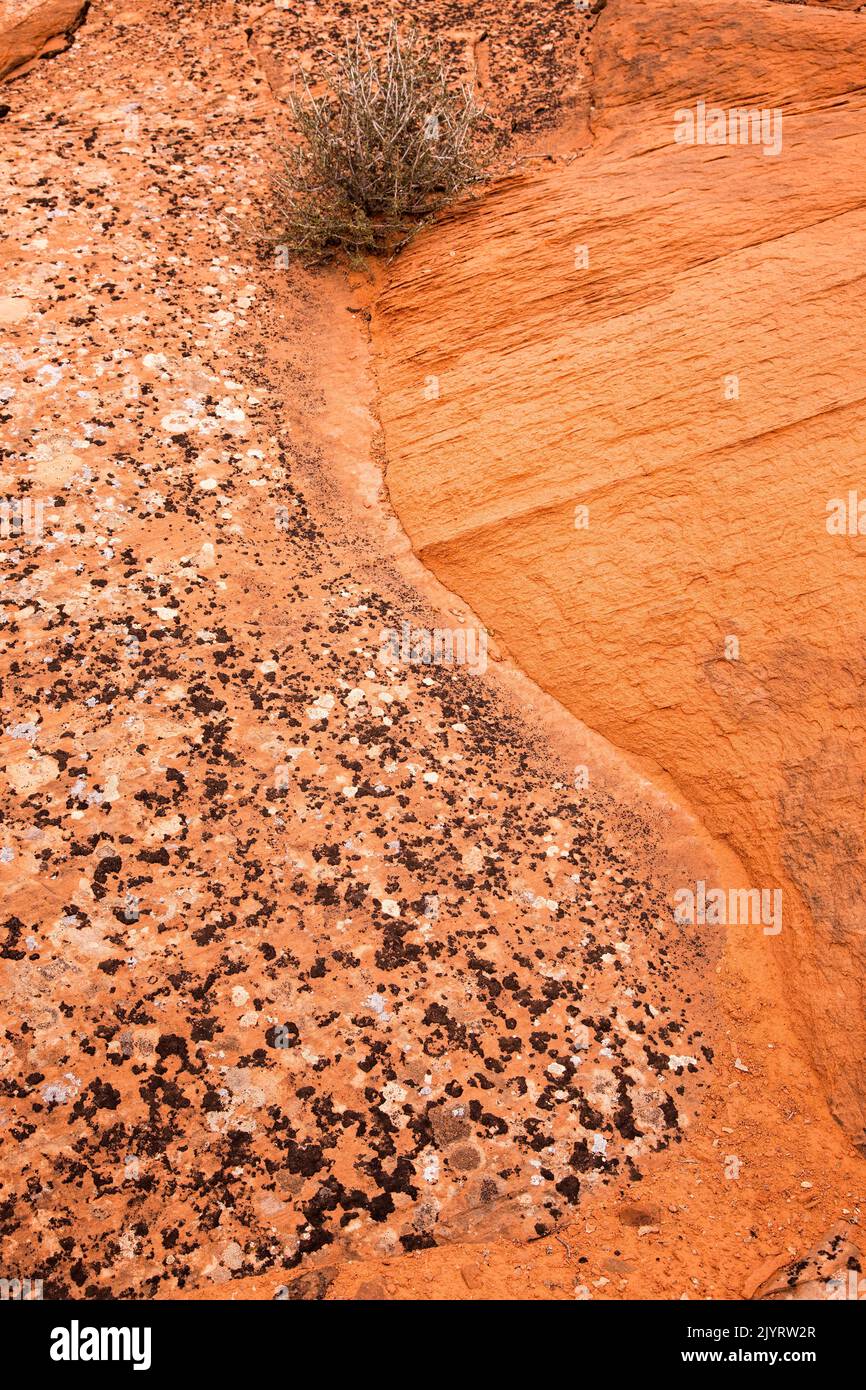 Junction between the Navajo sandstone layer, with the lichens, & the ...