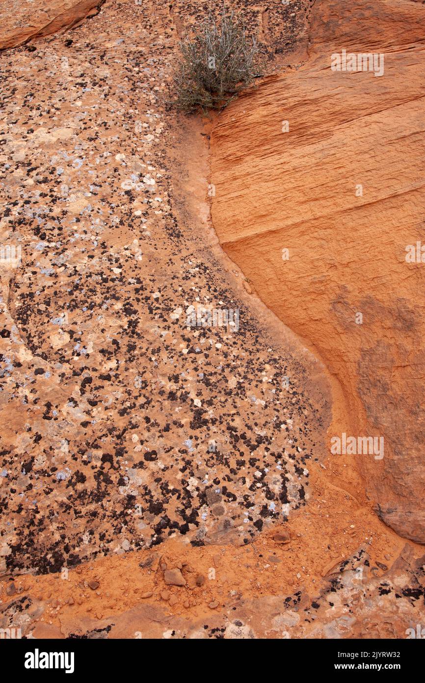 Junction between the Navajo sandstone layer, with the lichens, & the ...