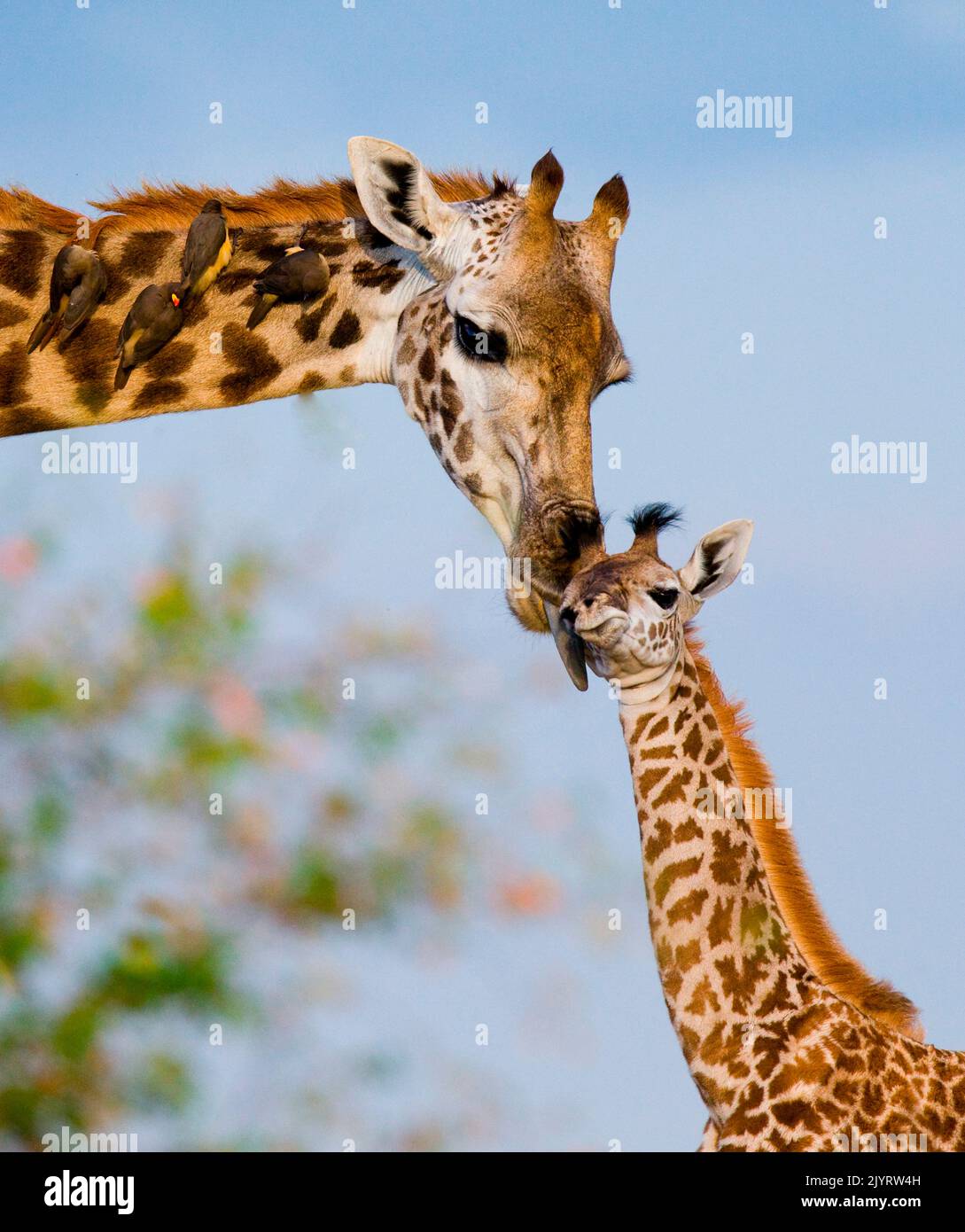 Female giraffe (Giraffa camelopardalis tippelskirchi) with a baby in ...