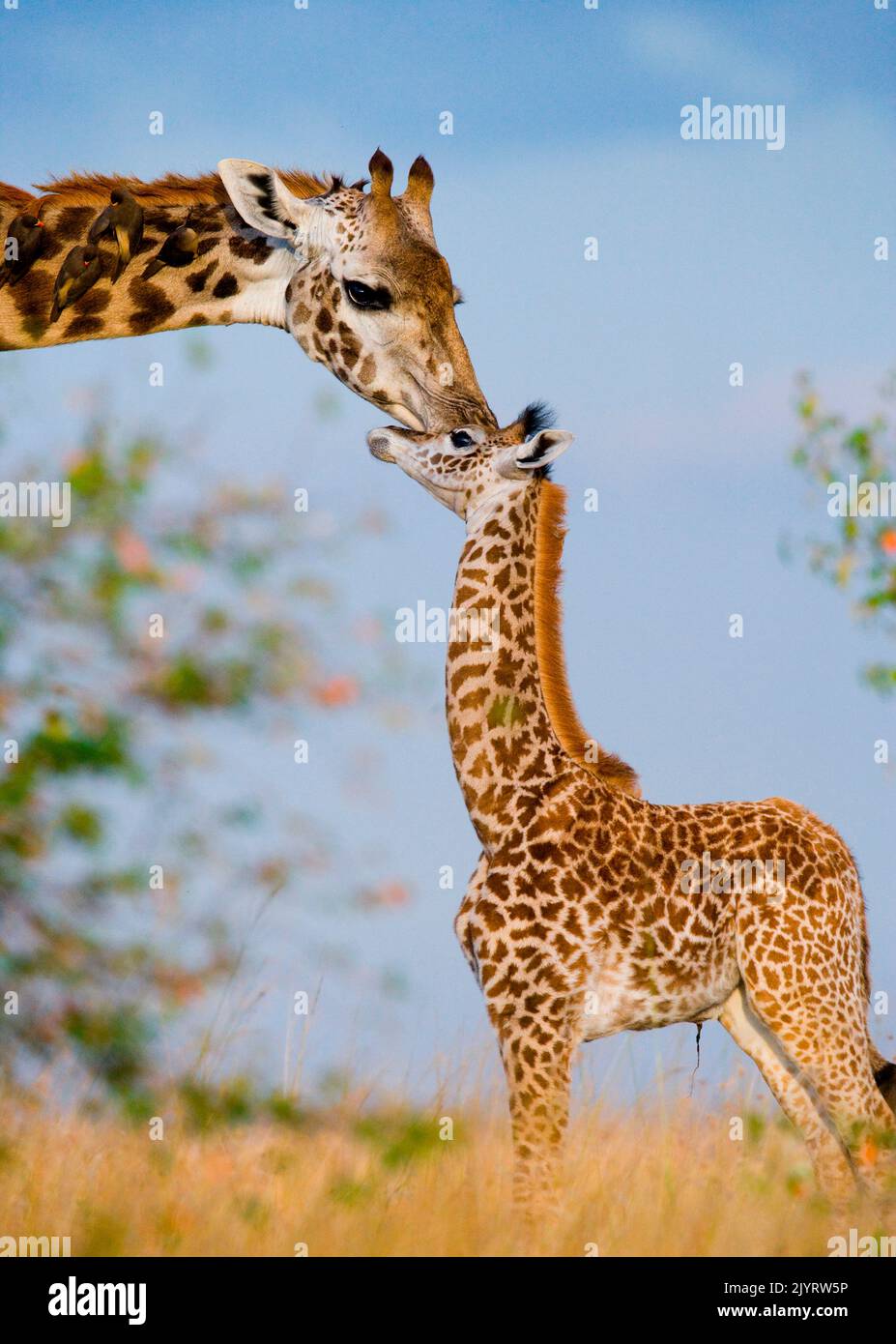 Female giraffe (Giraffa camelopardalis tippelskirchi) with a baby in ...