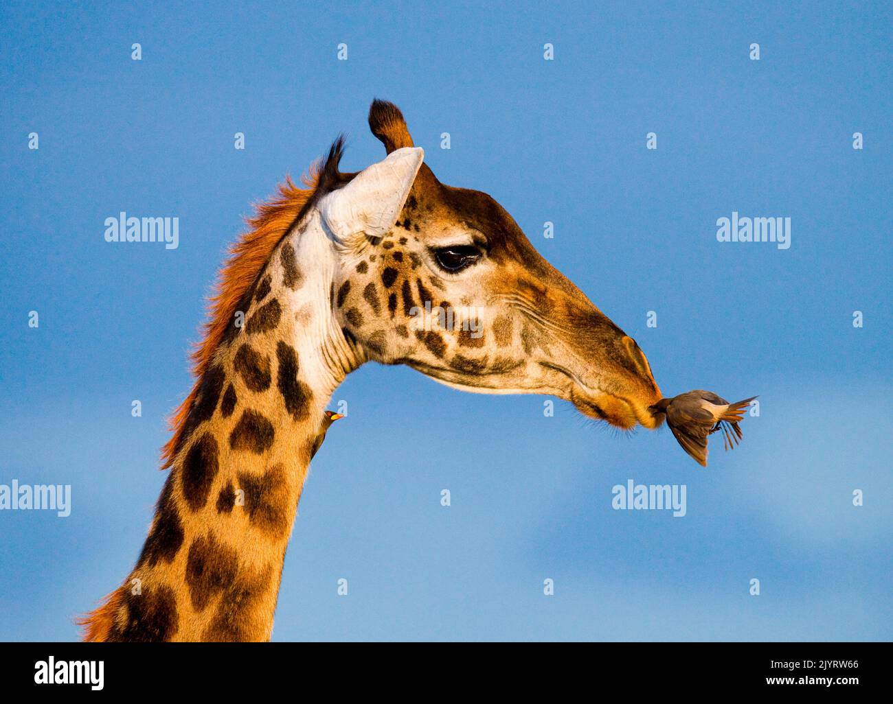 Oxpecker on a giraffe hi-res stock photography and images - Alamy