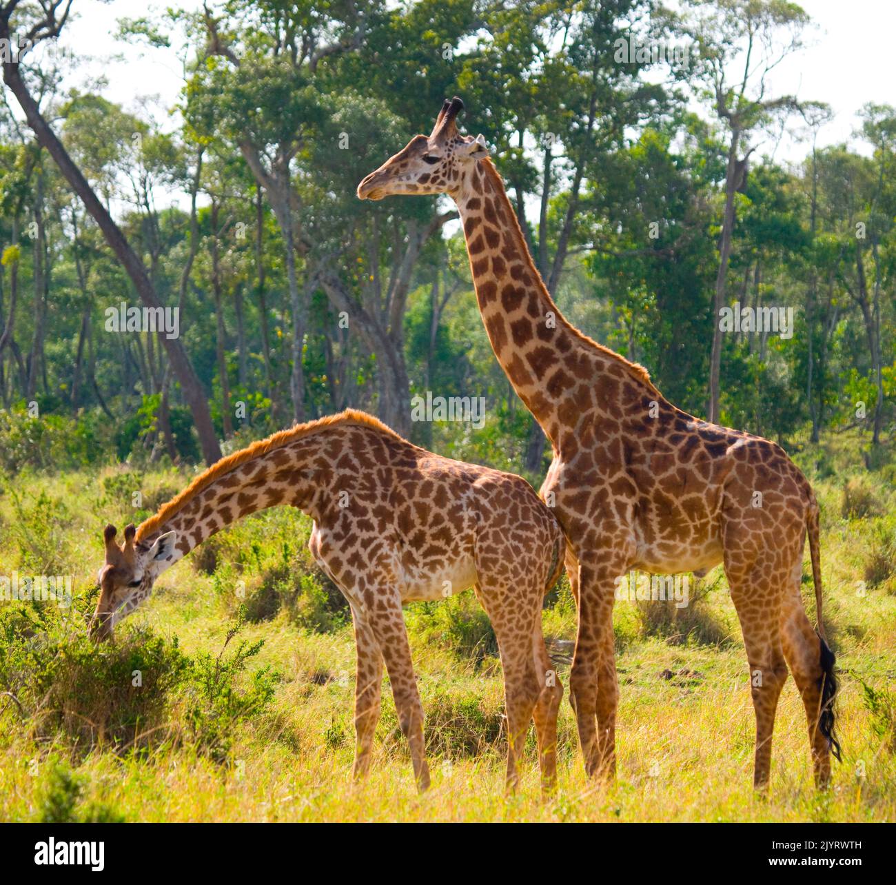 Male and female giraffes (Giraffa camelopardalis tippelskirchi) in the ...