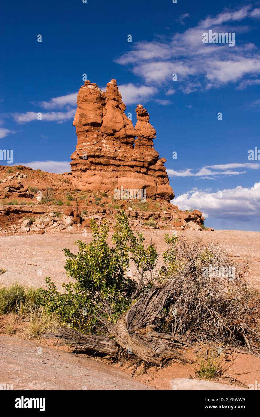 An ancient twisted juniper tree in front of a sandstone rock formation ...