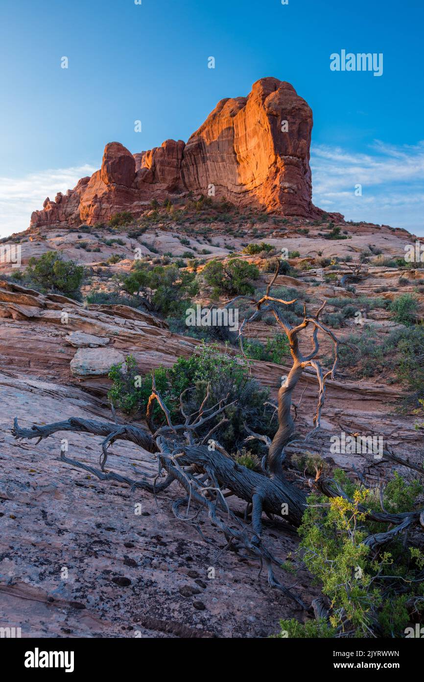 Dead pinyon tree hi-res stock photography and images - Alamy