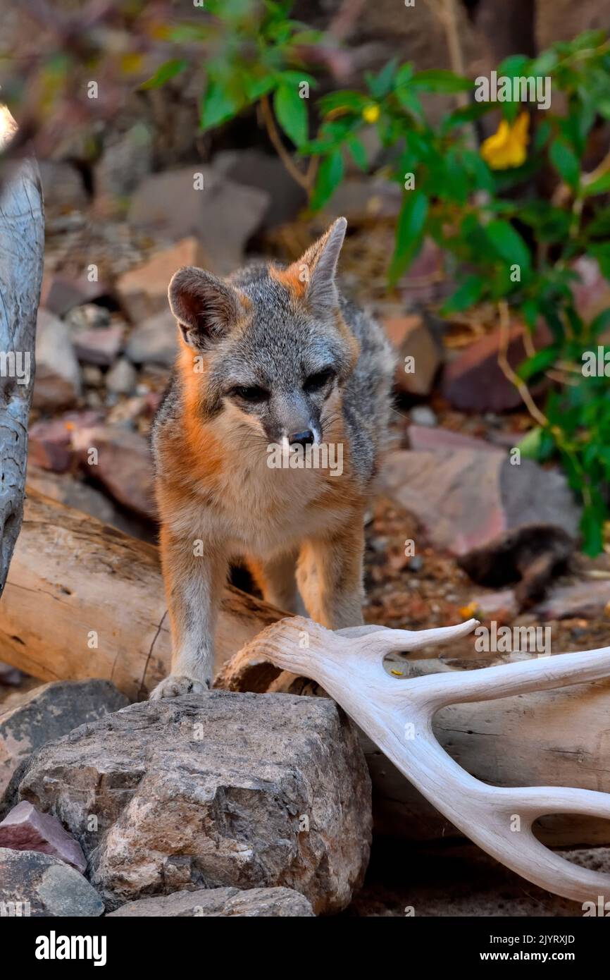Gray fox (Urocyon cinereoargenteus) S.W. USA , N. Mexico Stock Photo ...