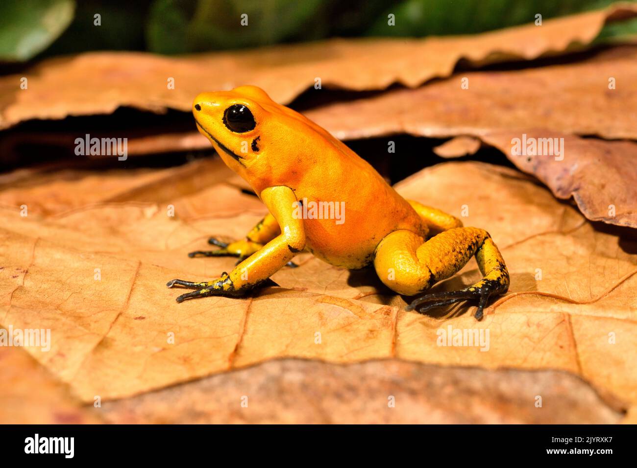 golden poison frog (Phyllobates terribilis), the most venomous animal ...