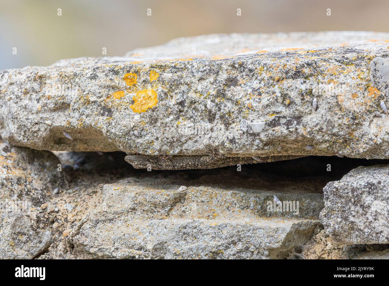 Moorish Wall Gecko (Tarentola mauritanica) on Glanum archaeological ...