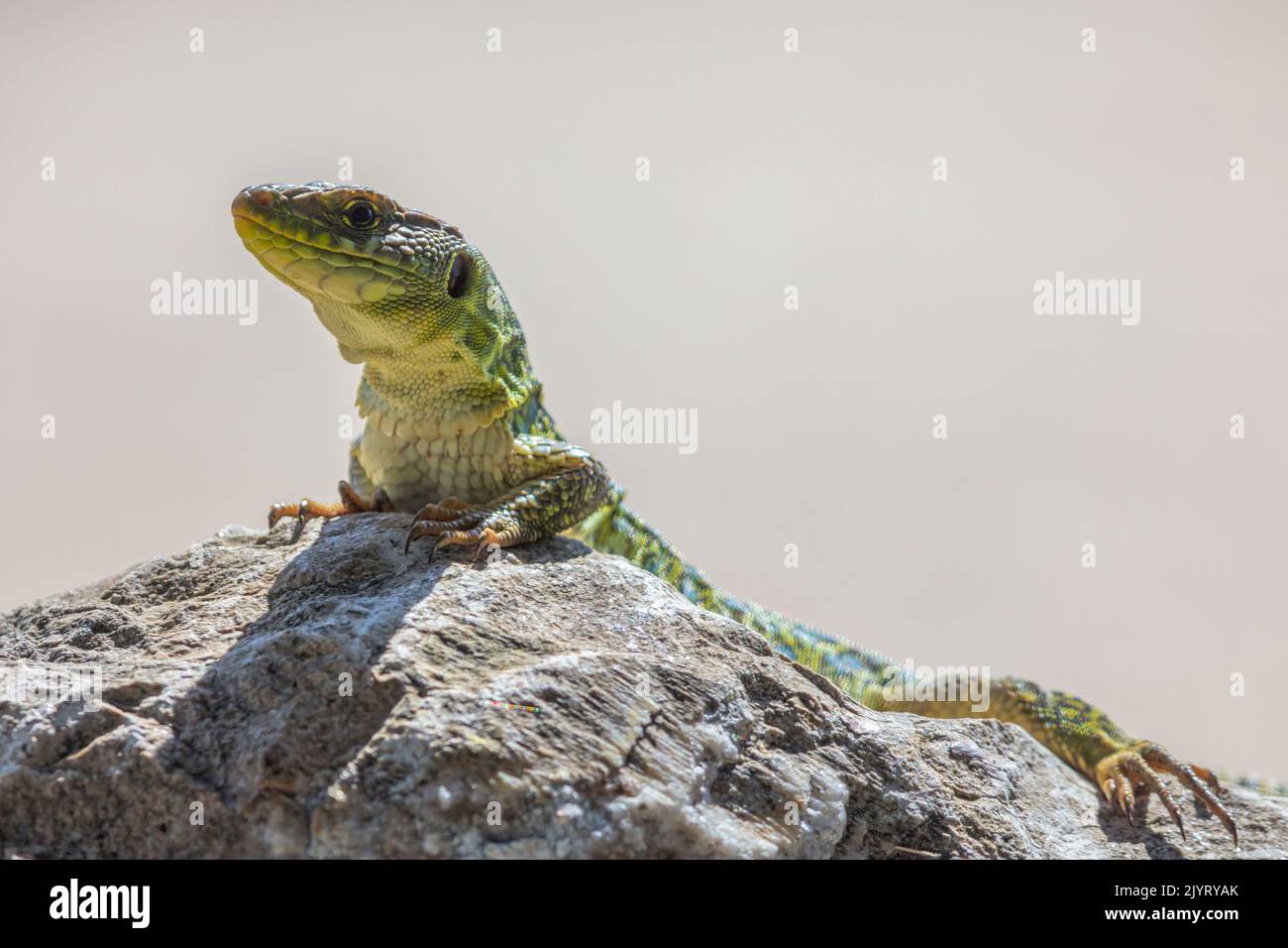 Ocellated lizard (Timon lepidus) on a rock, Provence, France Stock Photo - Alamy