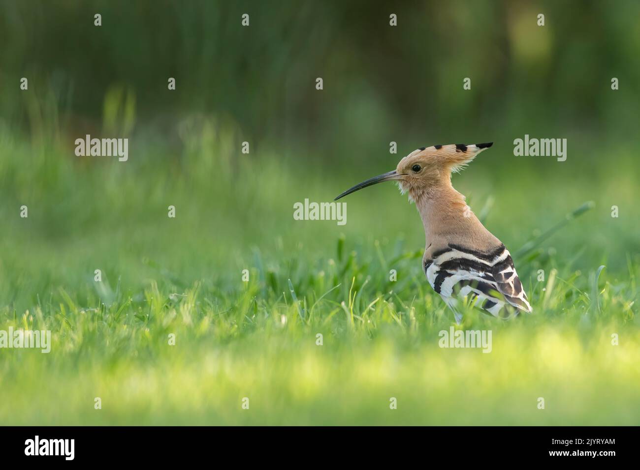 Hoopoe(Upupa epops) on the alert in a garden, Arles, Provence, France ...