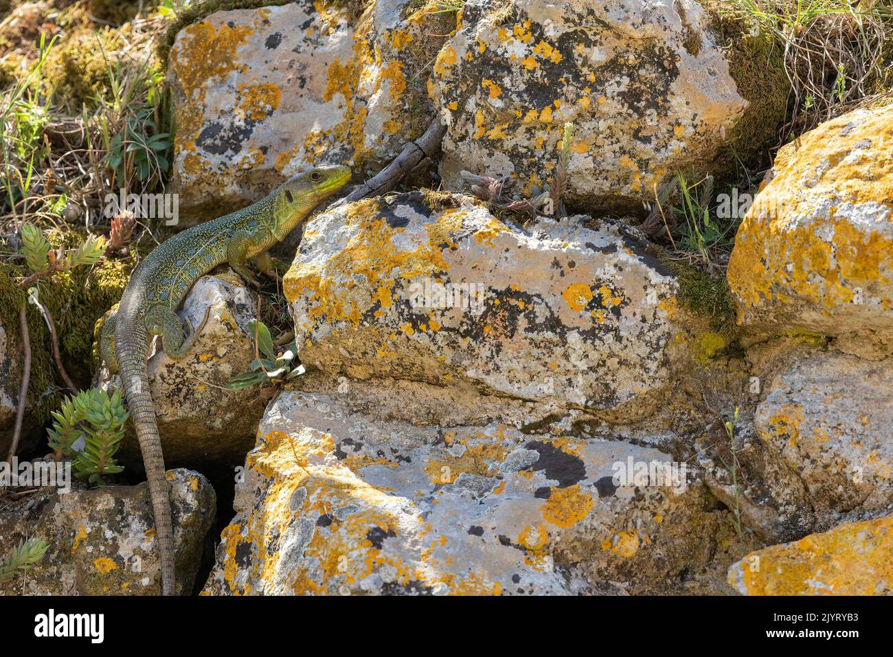 Ocellated lizard (Timon lepidus) on Glanum archaeological remains ...