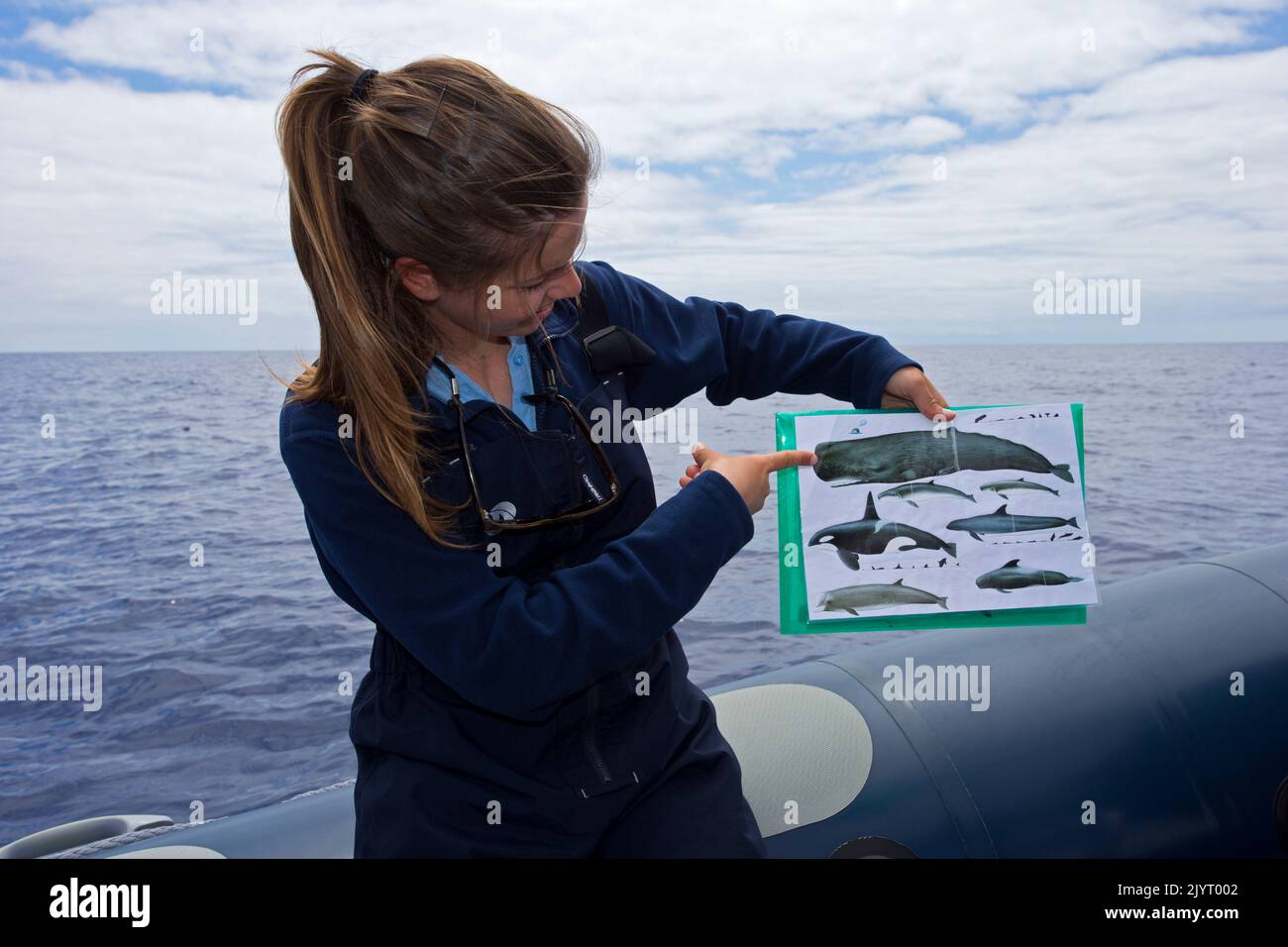 Whale watching guide explaining the different whales that can be seen ...
