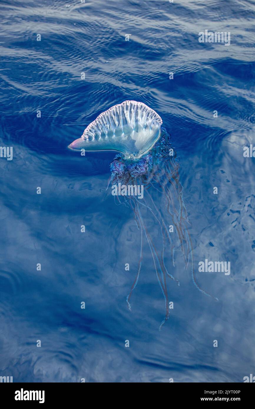 The Portuguese man o' war (Physalia physalis), also known as the man-of-war, a marine hydrozoan ...