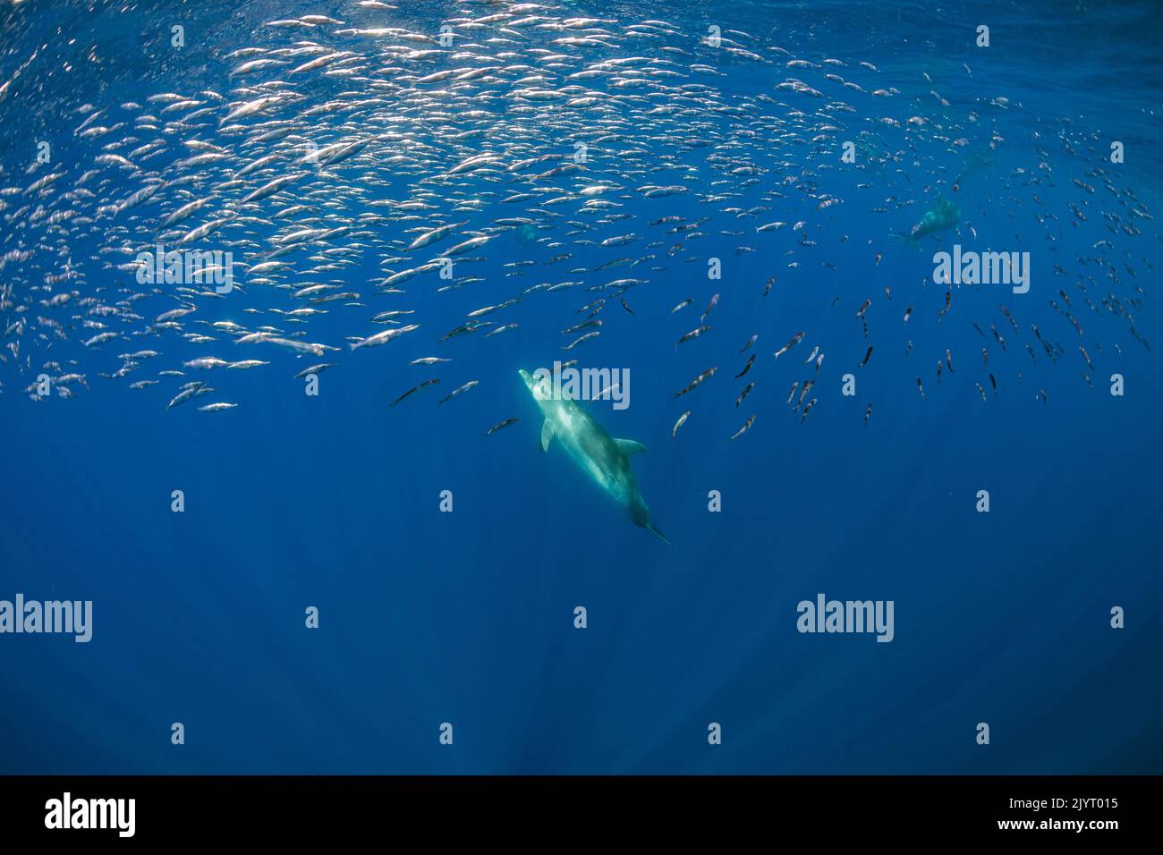 Common bottlenose dolphin or Atlantic bottlenose dolphin feeding on a ...