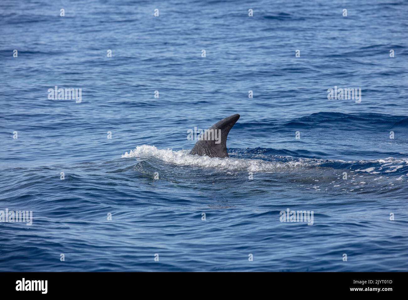 Dorsal fin of Sei whale emerging on the surface (Balaenoptera borealis ...
