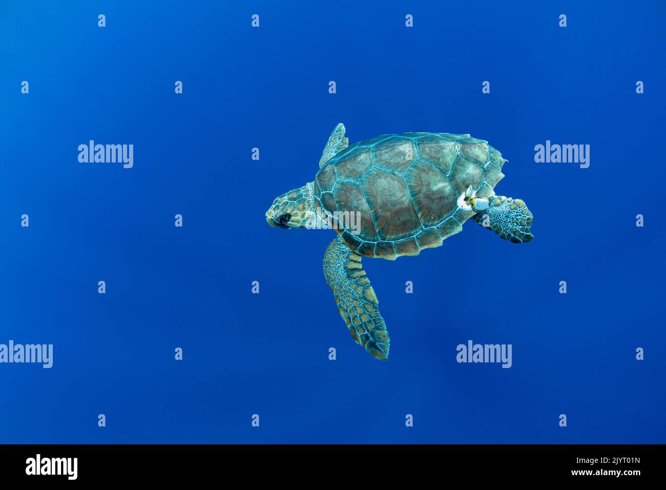 Loggerheads (Caretta caretta), is a species of oceanic turtle ...