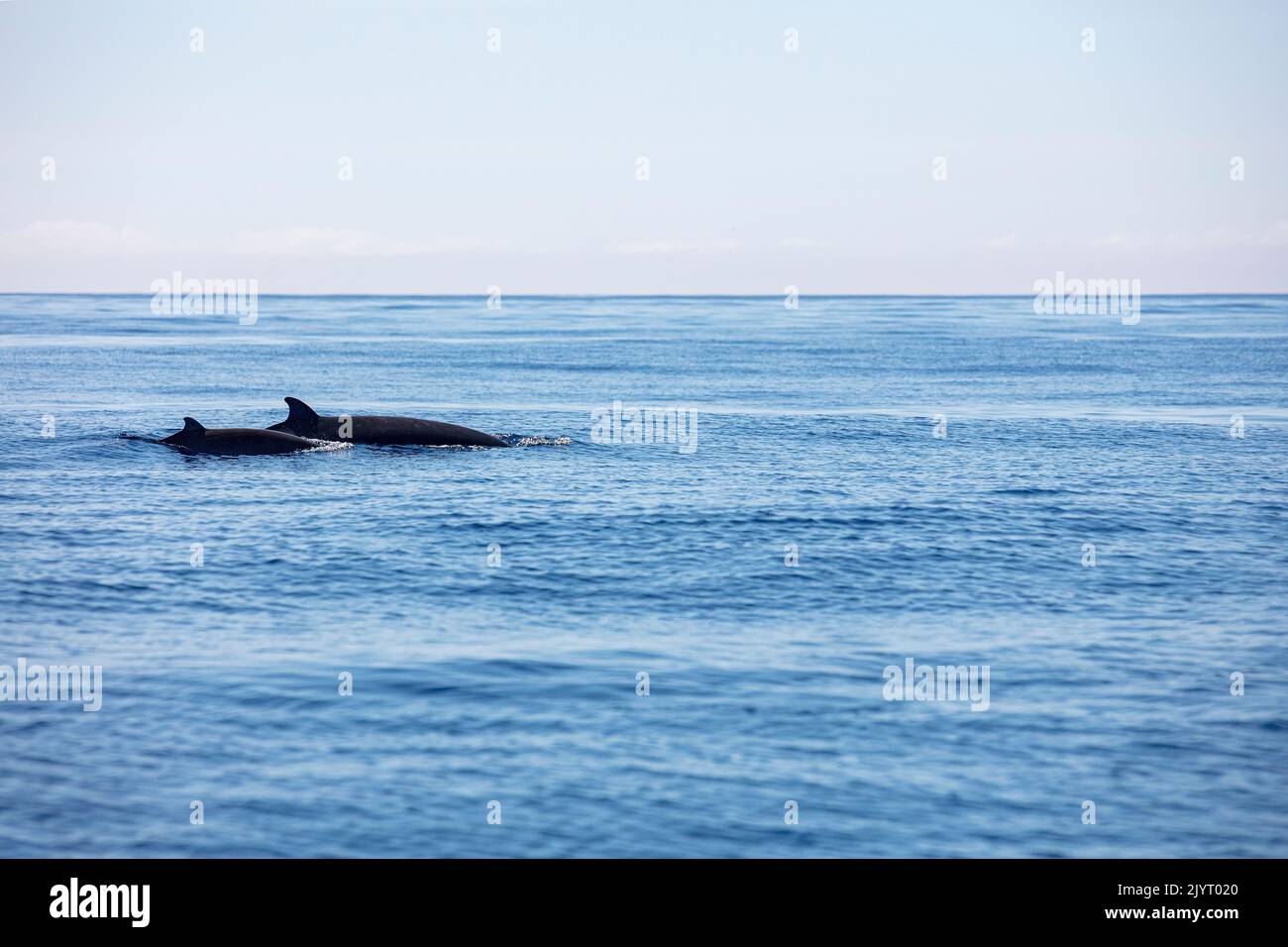 Mother and calf True's Beaked Whale (Mesoplodon mirus), swimming at the ...