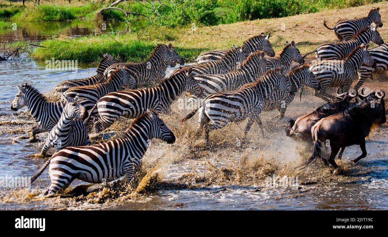 Zebras (Equus quagga) are running away from the water when they see ...