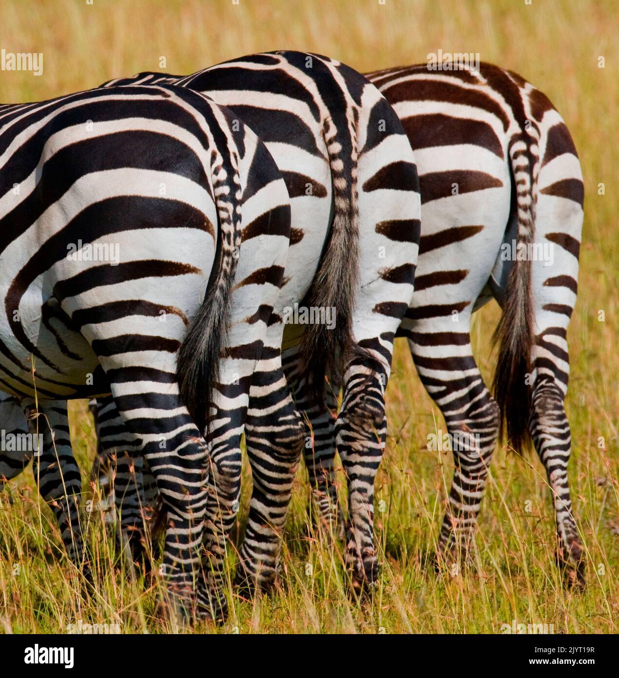 Equus zebra back hi-res stock photography and images - Alamy