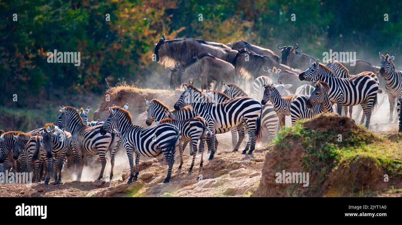 Big herd of zebras (Equus quagga) are standing in front of the river ...