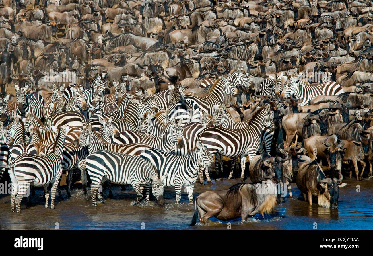 Big Group of zebras (Equus quagga) with wildebeest are standing in ...