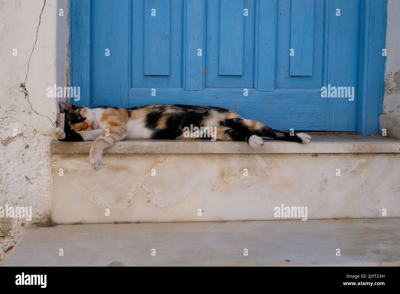 Cat step in colour hi-res stock photography and images - Alamy