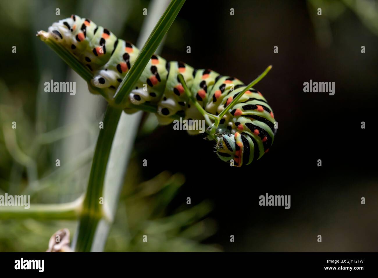 Old World swallowtail (Papilio machaon) caterpillar feeding on Fennel (Foeniculum vulgare ...