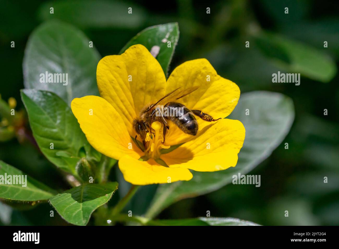 Honey bee (Apis mellifera) foraging on Floating primrose-willow ...