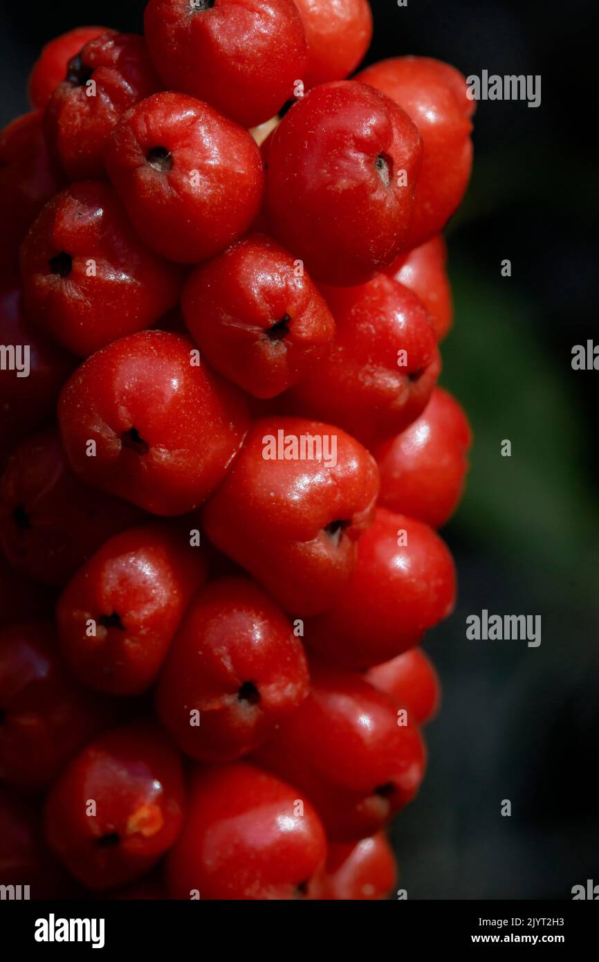 Italian arum plant hi-res stock photography and images - Alamy