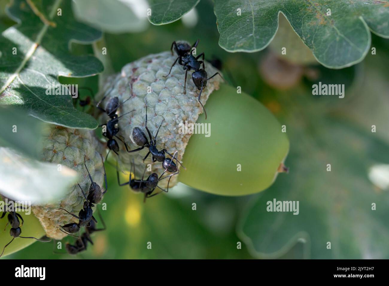 Black ants (Formicidae sp.) tending Aphids on acorn cups of Pedunculate ...