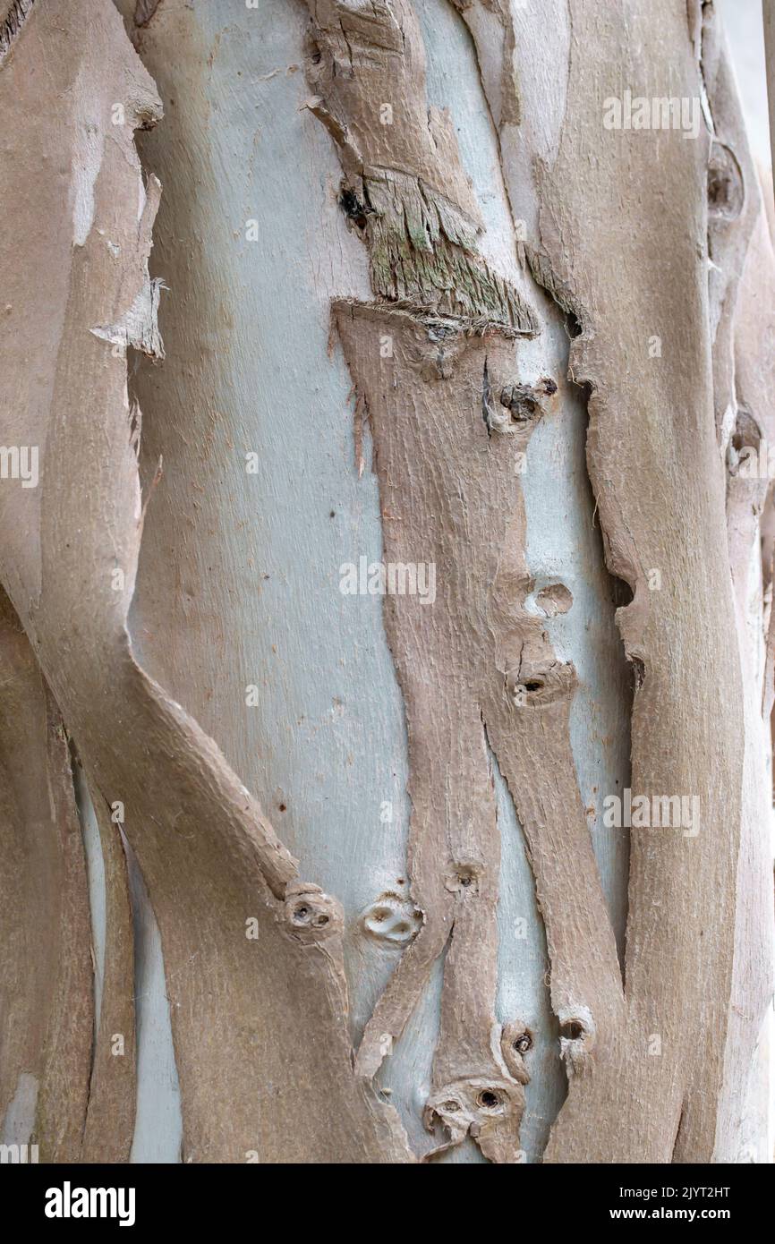 Nice smelling bark hi-res stock photography and images - Alamy