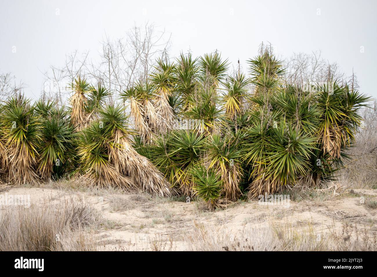 Yuccas (Yucca sp.) growing on fixed sand dune, Le Grau-du-Roi, Gard ...