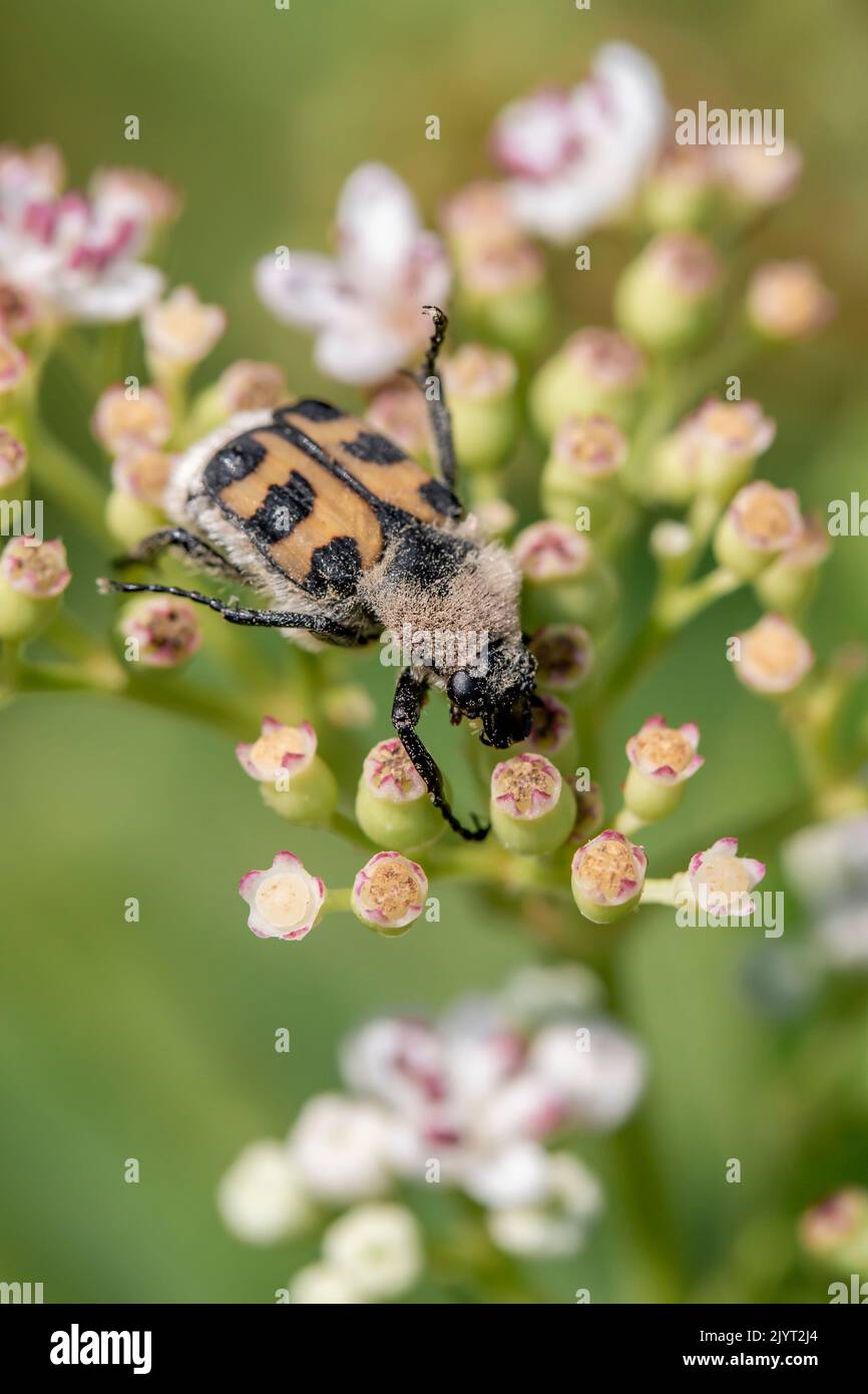 Eurasian bee beetle (Trichius fasciatus) on Danewort (Sambucus ebulus ...