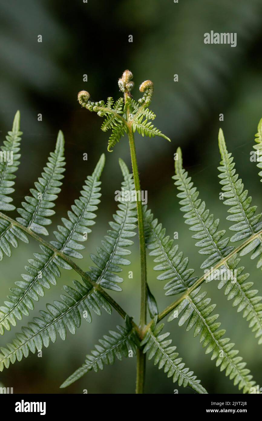 Bracken fern (Pteridium aquilinum) leaf detail, Gers, France Stock ...