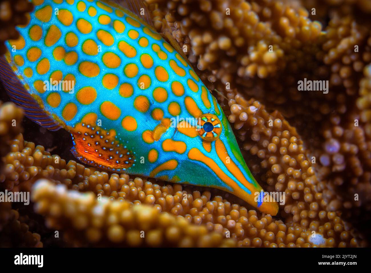 Harlequin filefish (Oxymonacanthus longirostris) hiding from night ...