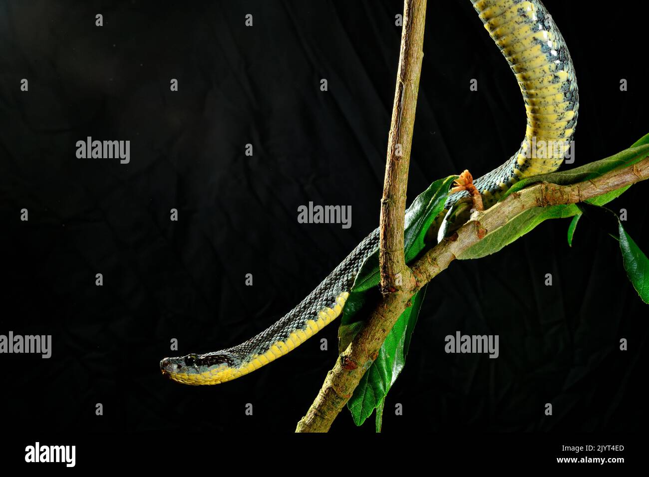 Venomous pitviper species hi-res stock photography and images - Alamy