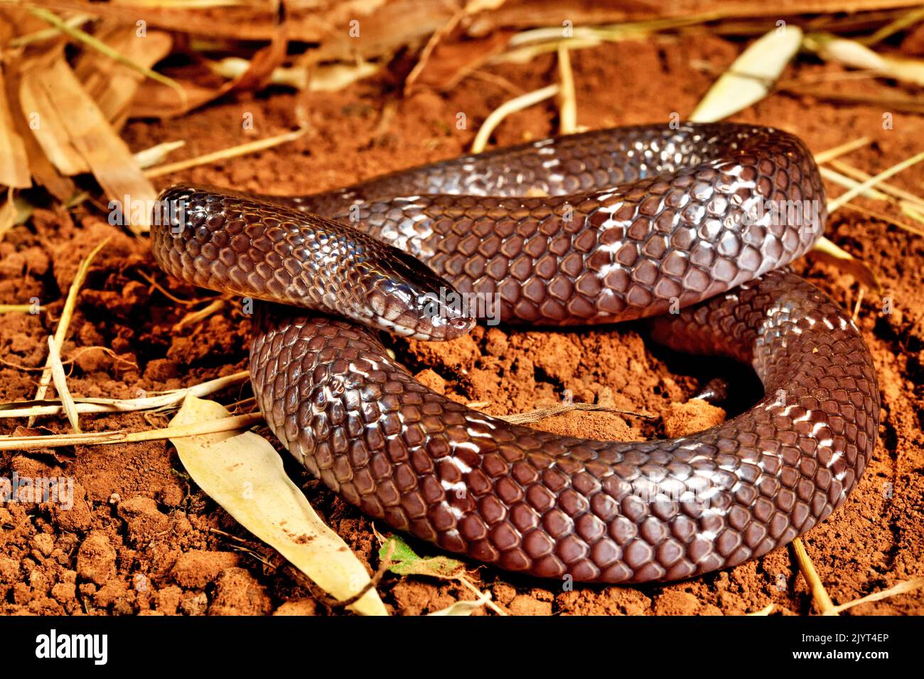 Moebius Garter Snake (Elapsoidea semiannulata moebiusi), Togo, West ...