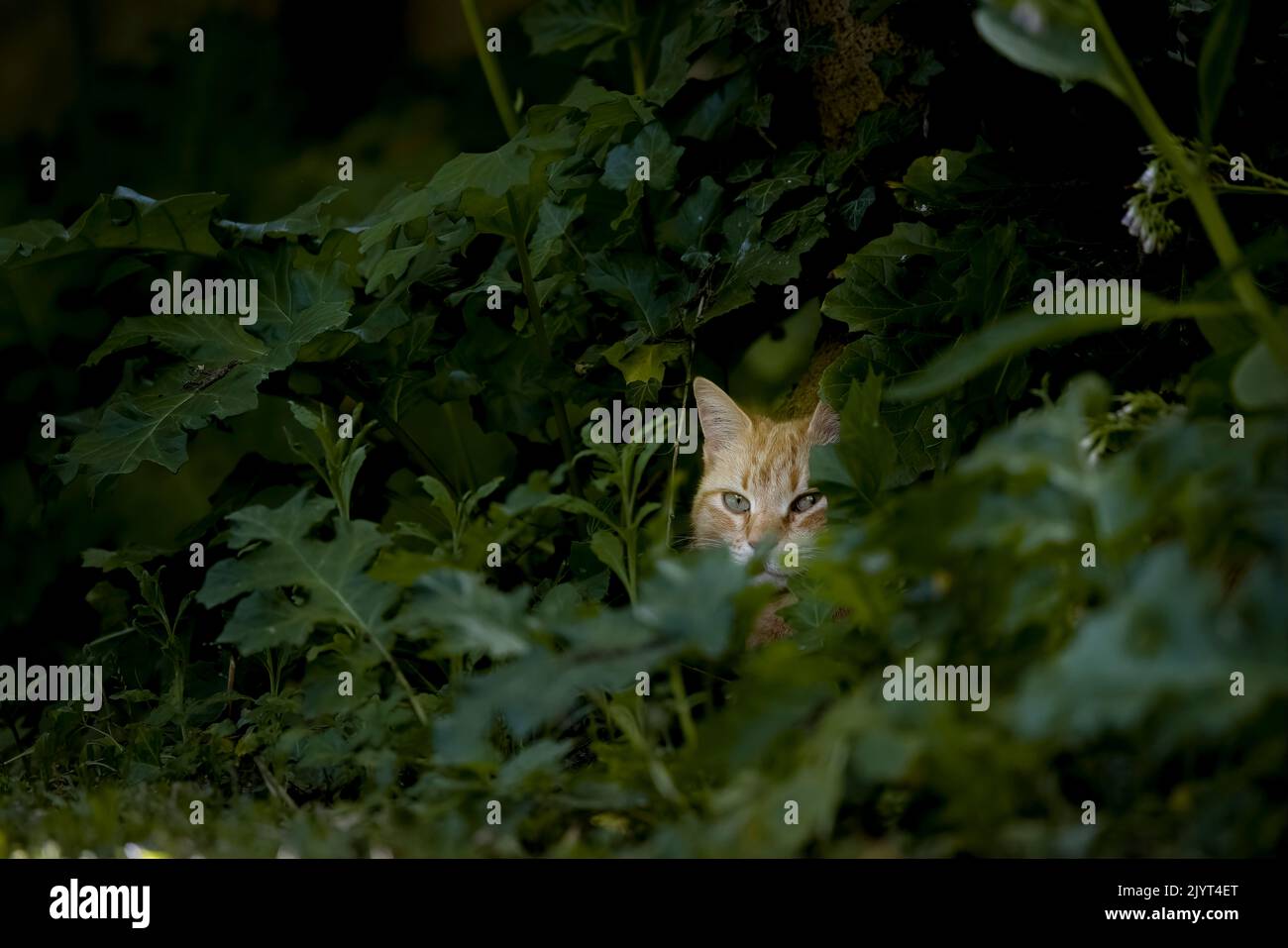 Domestic cat (Felis sylvestris catus) lying in wait, hidden in the ...