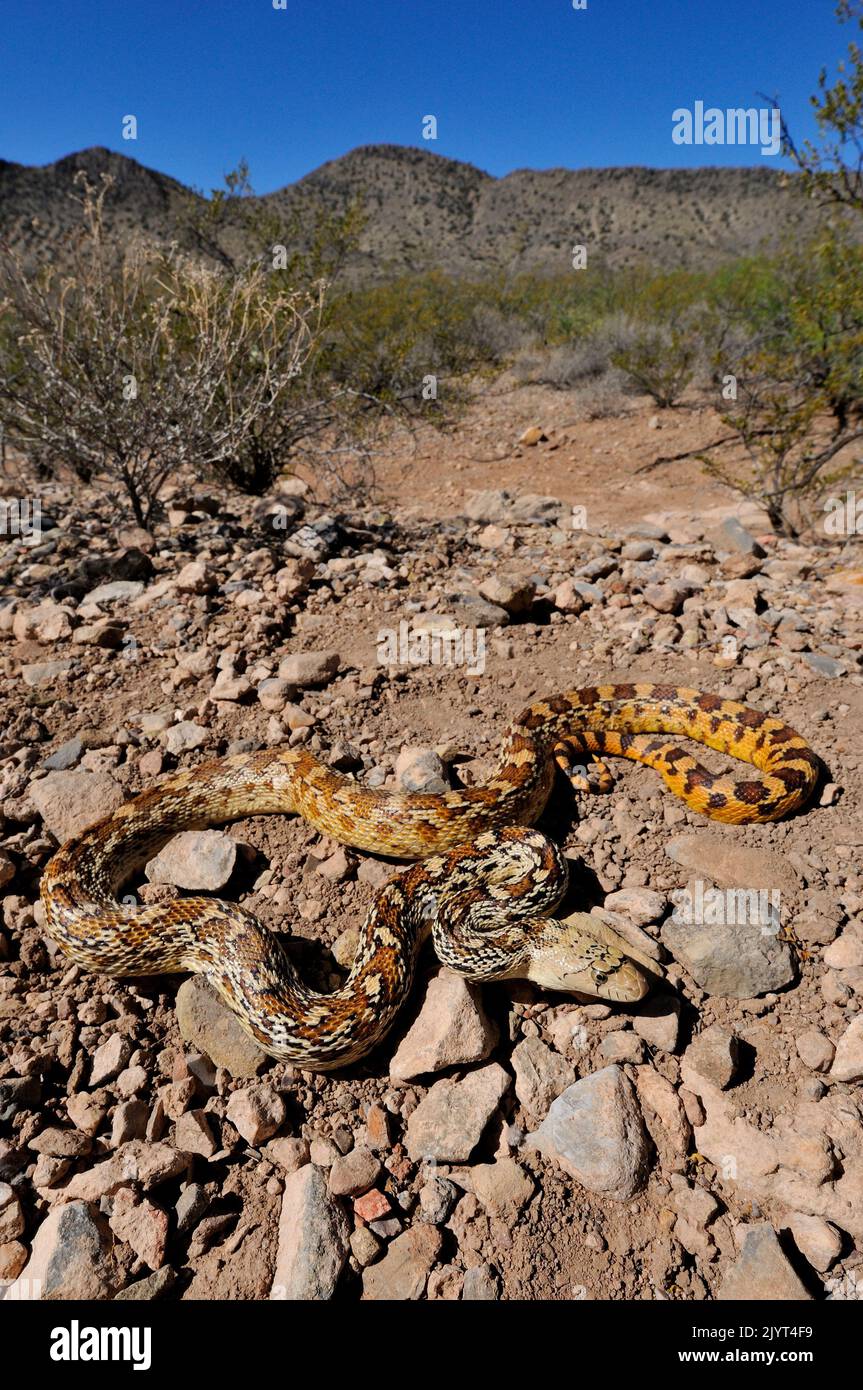 Sonoran gopher snake (Pituophis catenifer affinis), Sonora desert Stock ...