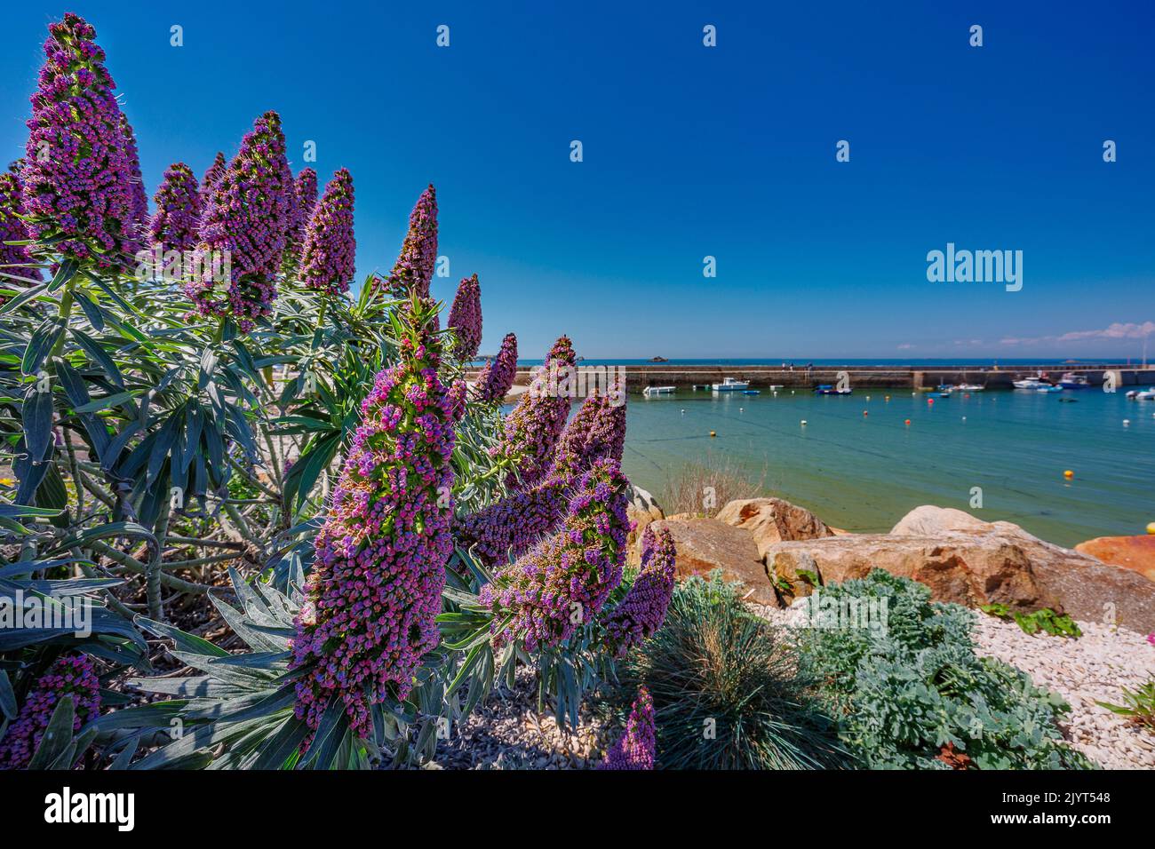 Pride of Madeira (Echium fastuosum) in bloom at the port of Portivy ...