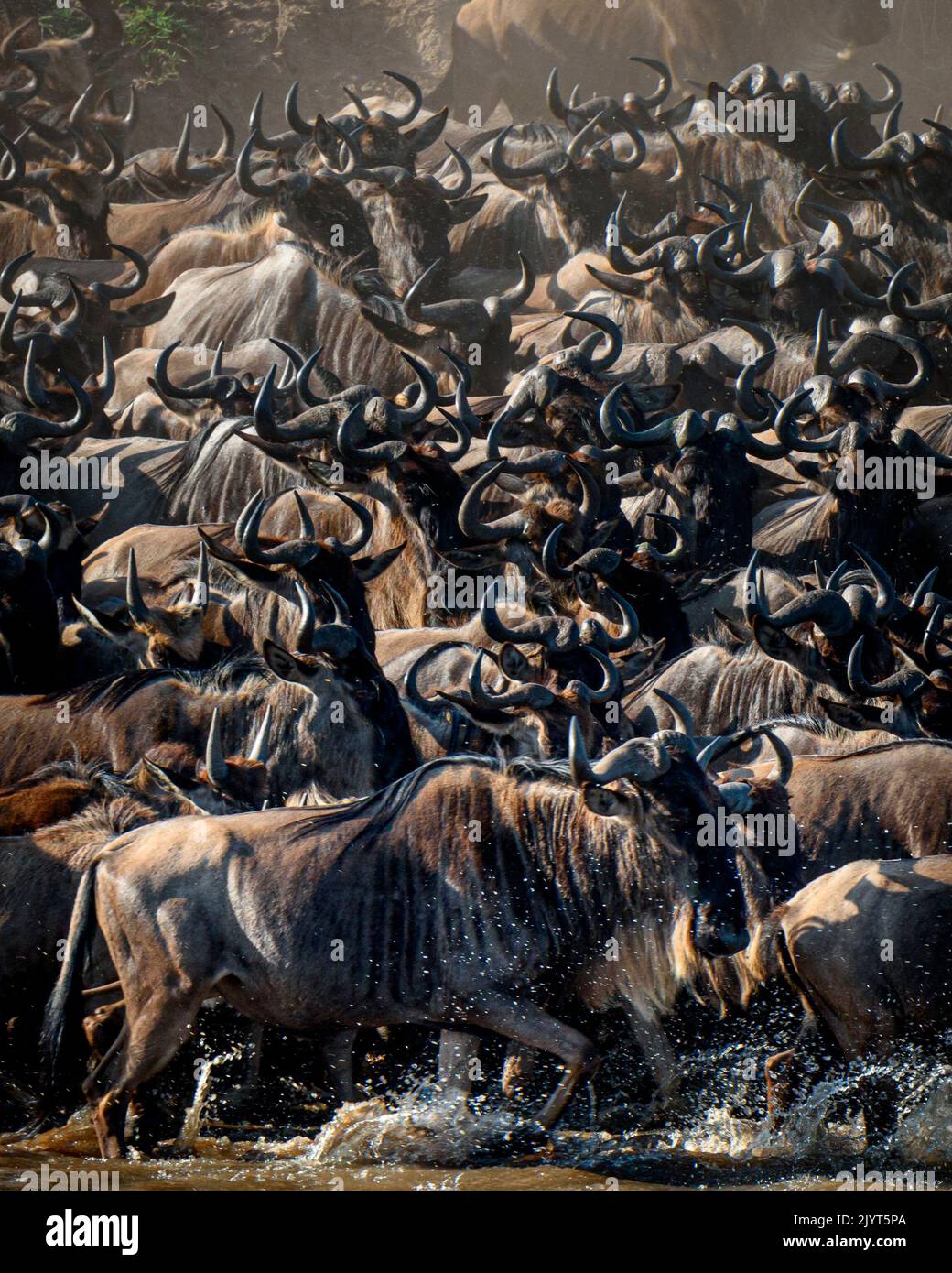 Blue wildebeest or common wildebeest, white-bearded wildebeest or ...