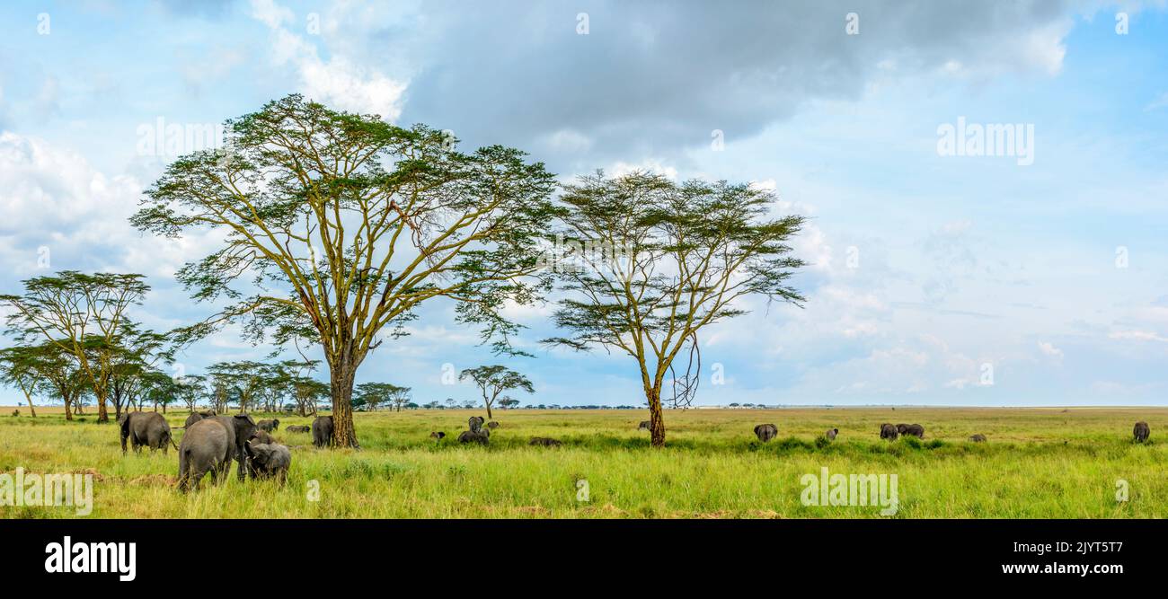 African Bush Elephant (Loxodonta africana) and Fever Tree (Vachellia ...