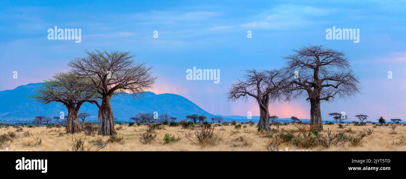 Monkey bread tree hi-res stock photography and images - Alamy
