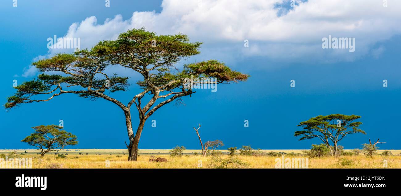 Umbrella thorn acacia, also known as umbrella thorn and Israeli babool ...