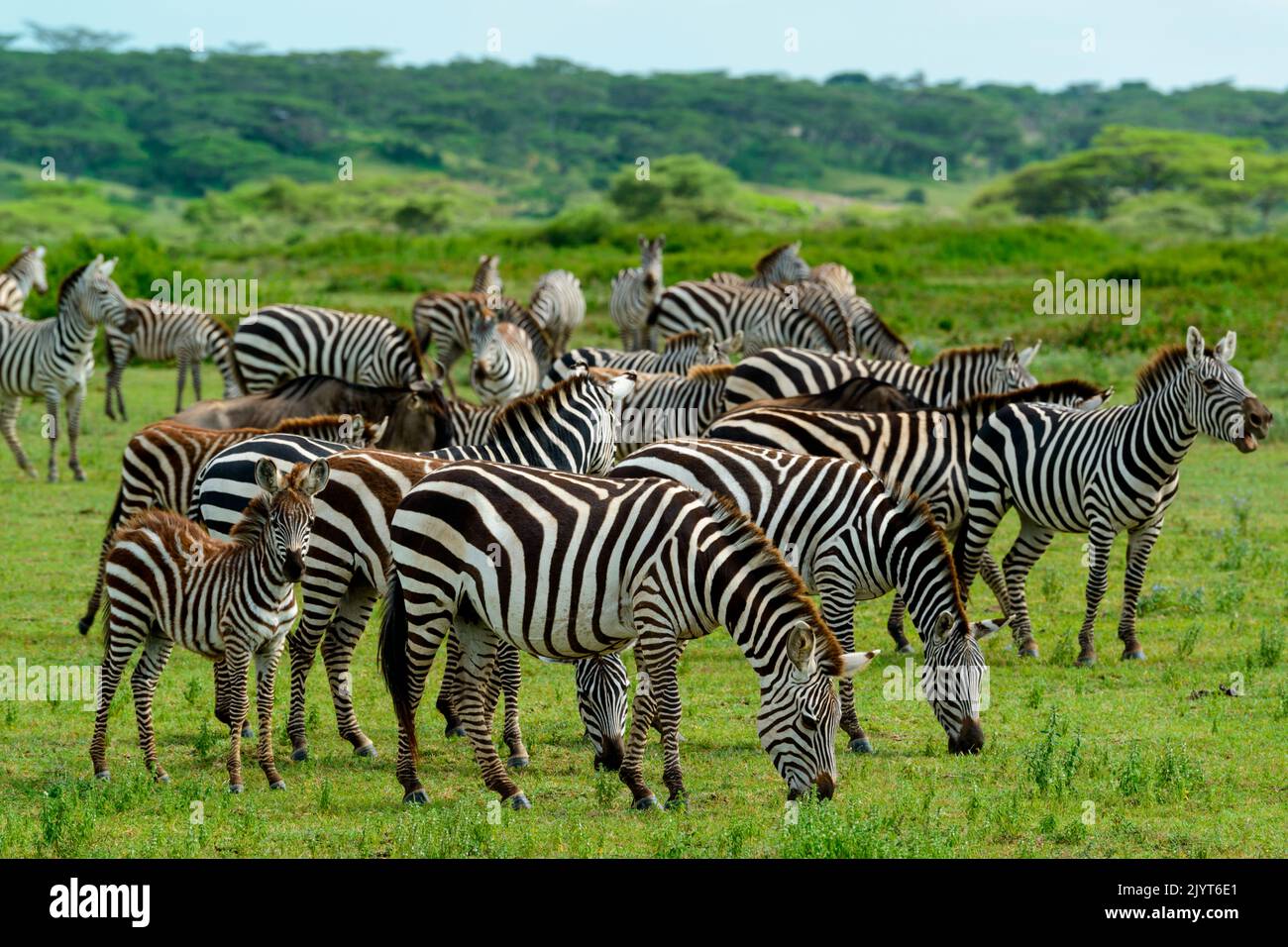 Plains zebra (Equus quagga, formerly Equus burchellii). Ngorongoro ...