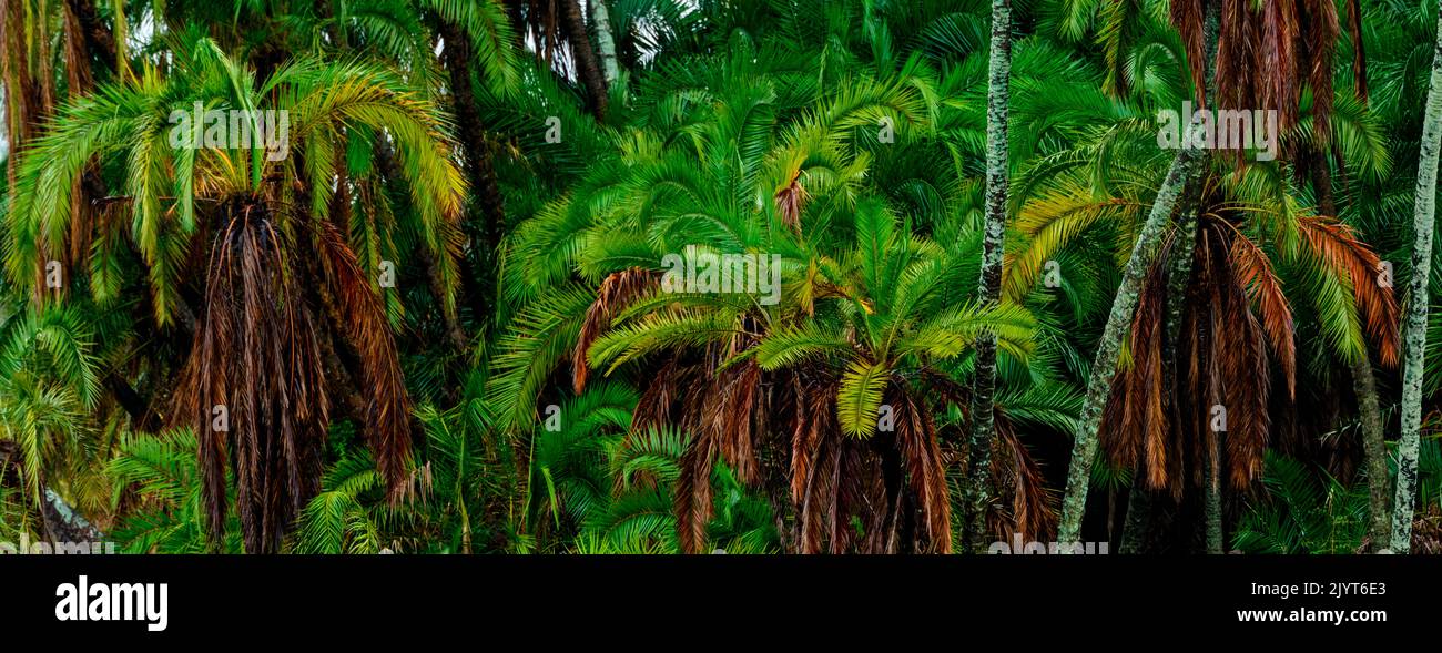 Wild Date Palm (Phoenix reclinata). Serengeti National Park. Tanzania ...