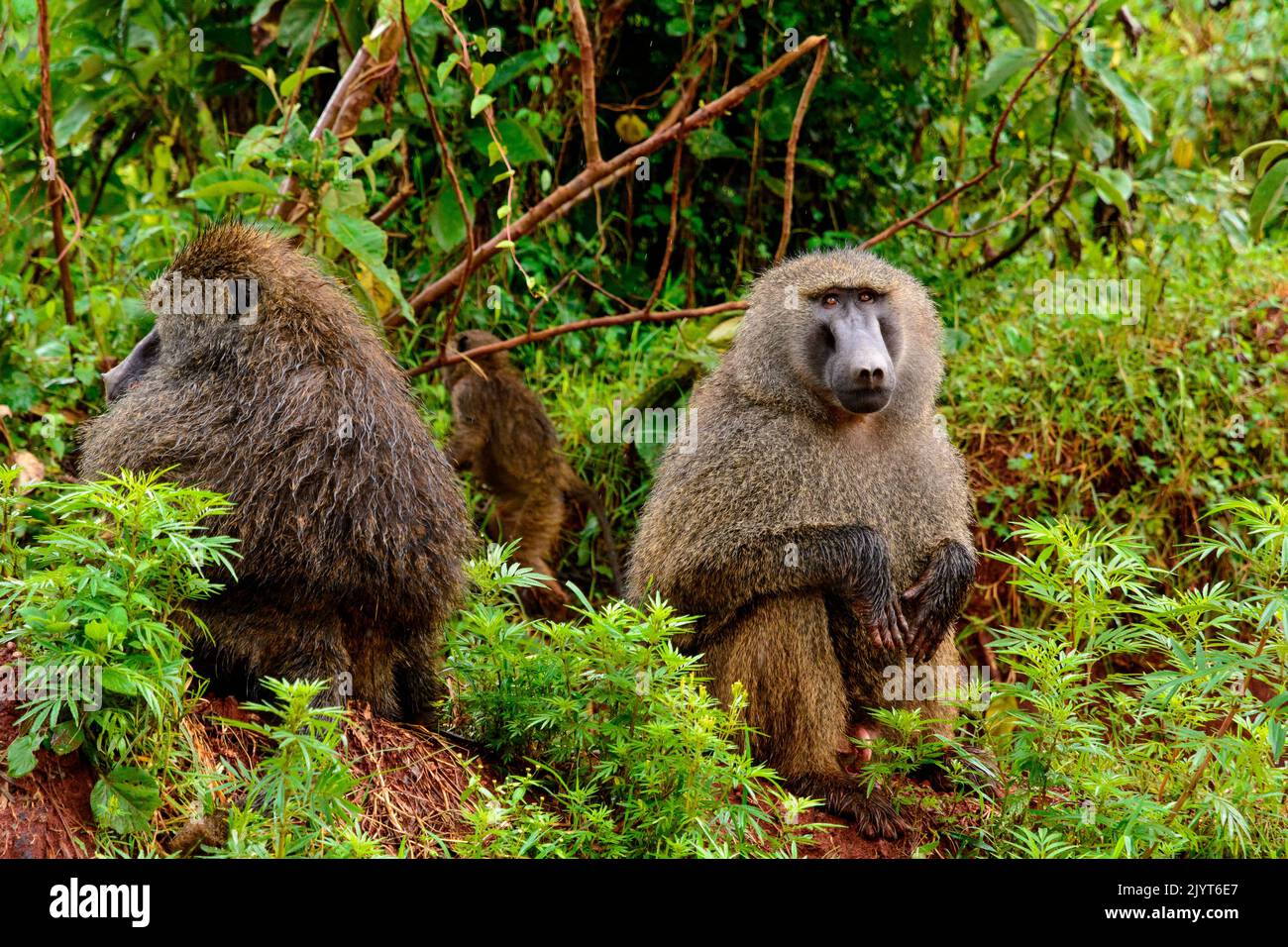 Wet olive baboon (Papio anubis) in the rain. Ngorongoro Conservation ...