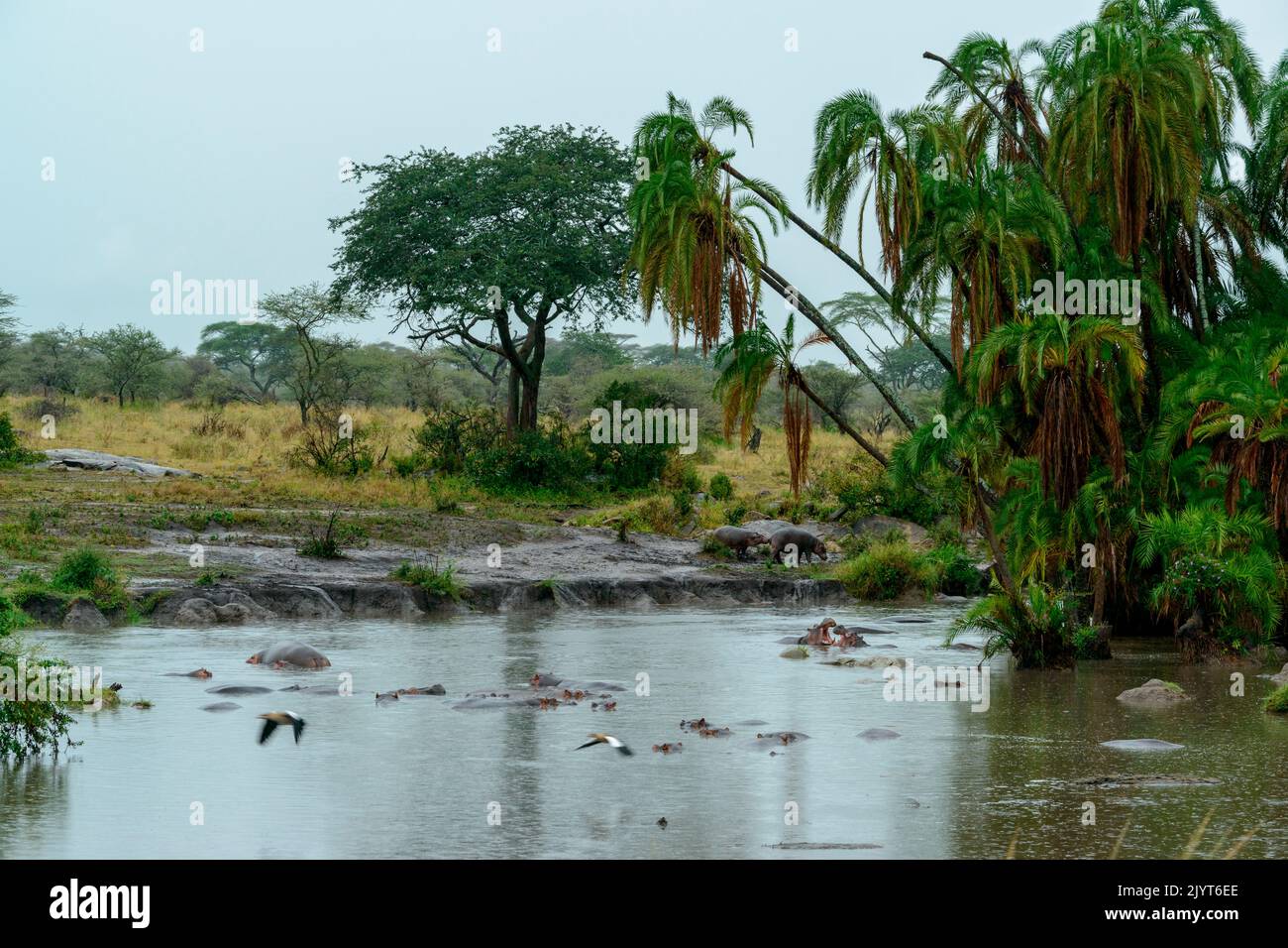 Common hippopotamus or hippo (Hippopotamus amphibius) and Wild Date ...