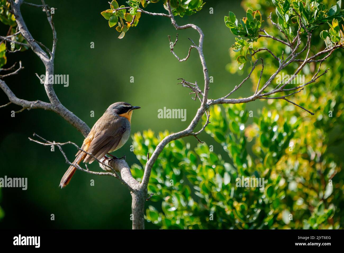 Cape robin-chat (Cossypha caffra). Cape Town. Western Cape. South ...