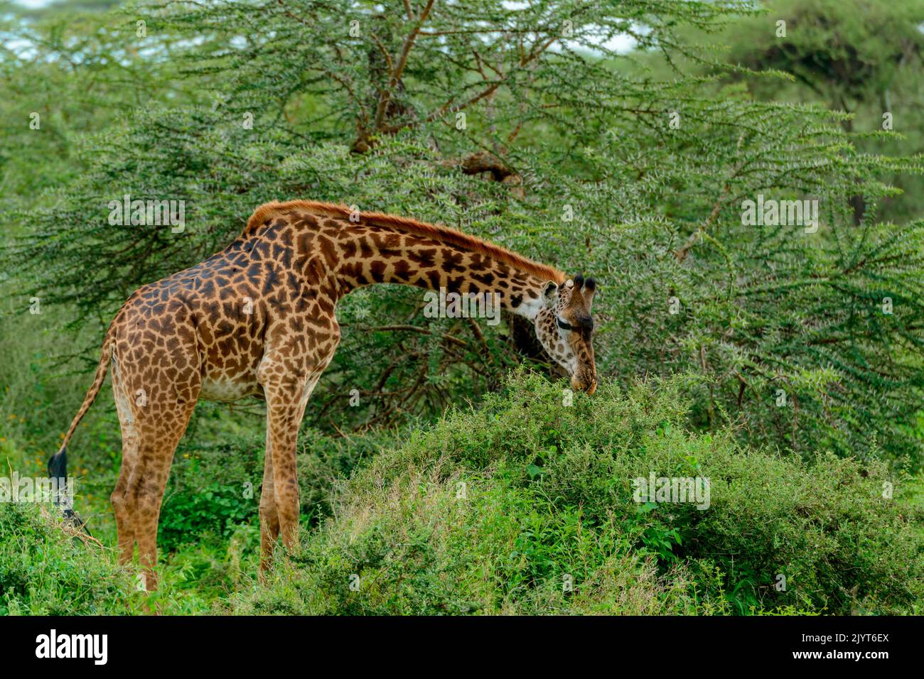 Masai giraffe, aka Maasai giraffe, or Kilimanjaro giraffe (Giraffa ...
