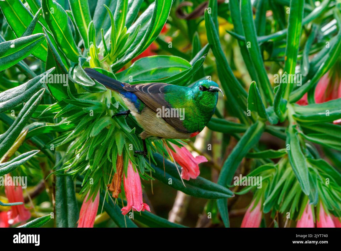 Southern double-collared sunbird or lesser double-collared sunbird ...